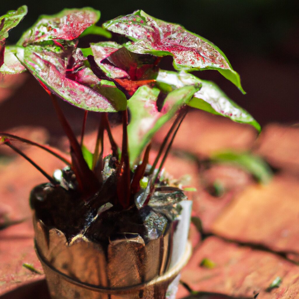 Planta Croto: Descubra os Benefícios de Seu Uso! - Manual de Ingenuidades