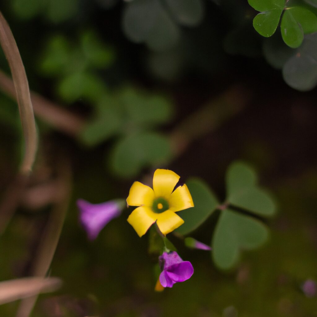 Trevo Roxo: a Flor Amarela Que Enfeita os Jardins - Manual de Ingenuidades